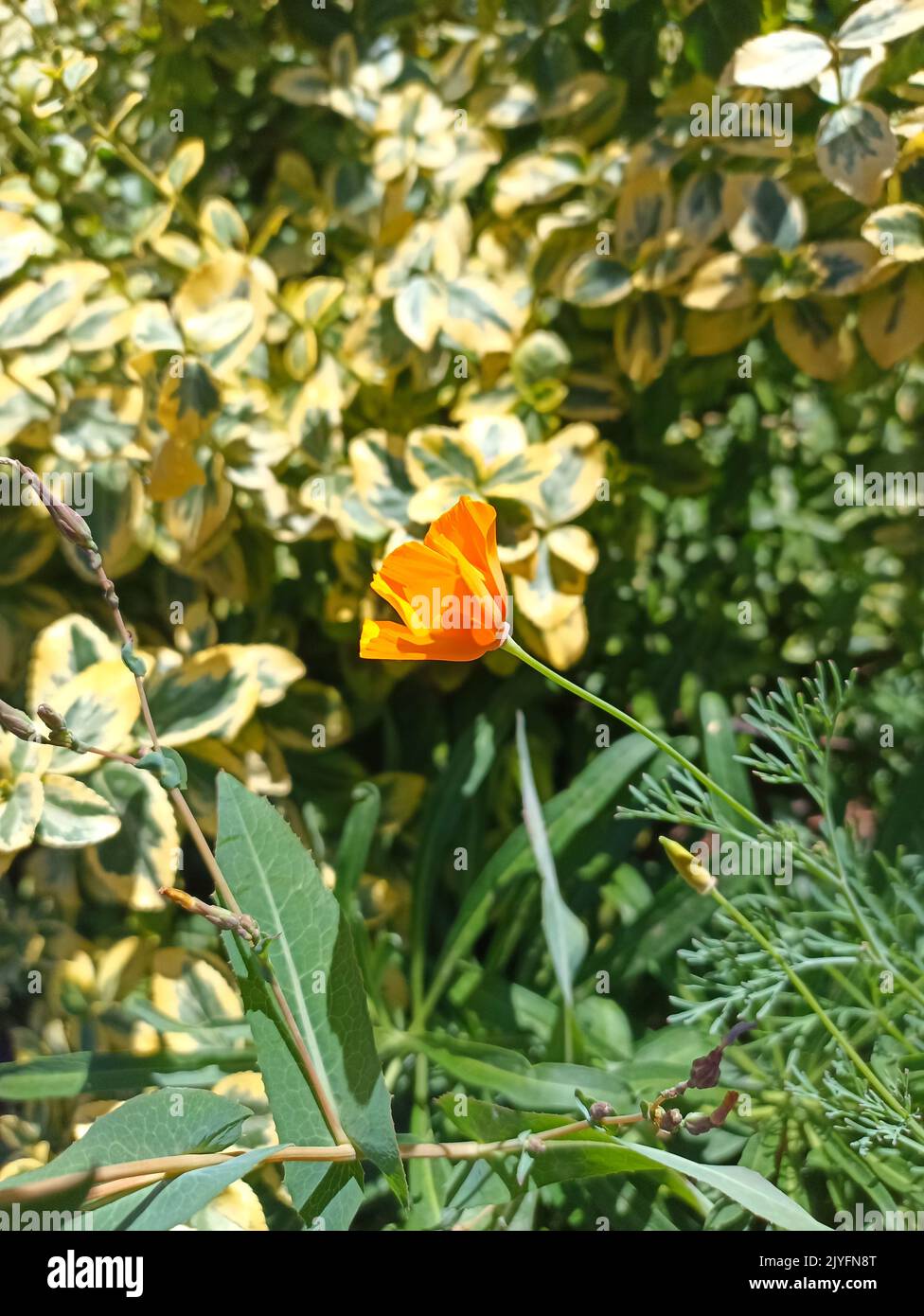 California poppy closeup hi-res stock photography and images - Alamy
