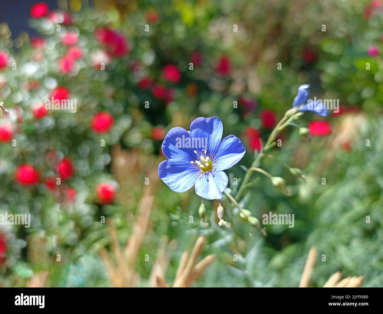 Linaceae hi-res stock photography and images - Alamy