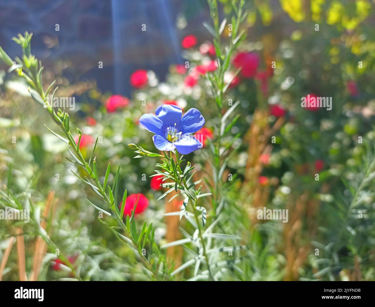 Flax, also known as common flax or linseed, is a flowering plant, Linum ...