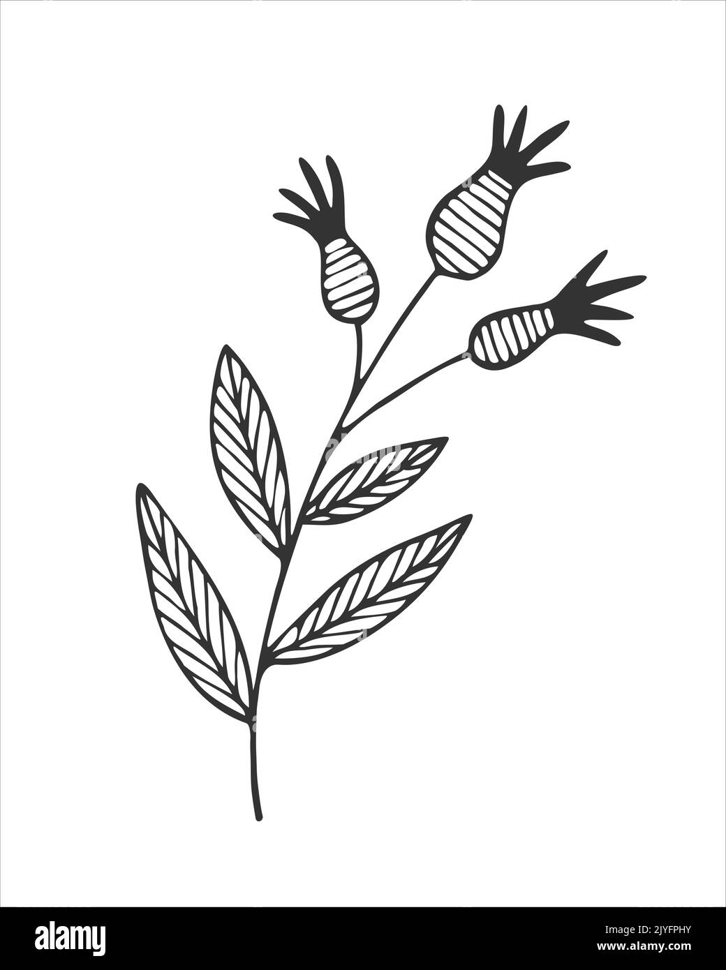 Rosehip doodle. Twig leaves berries fruits. White background. Vector ...