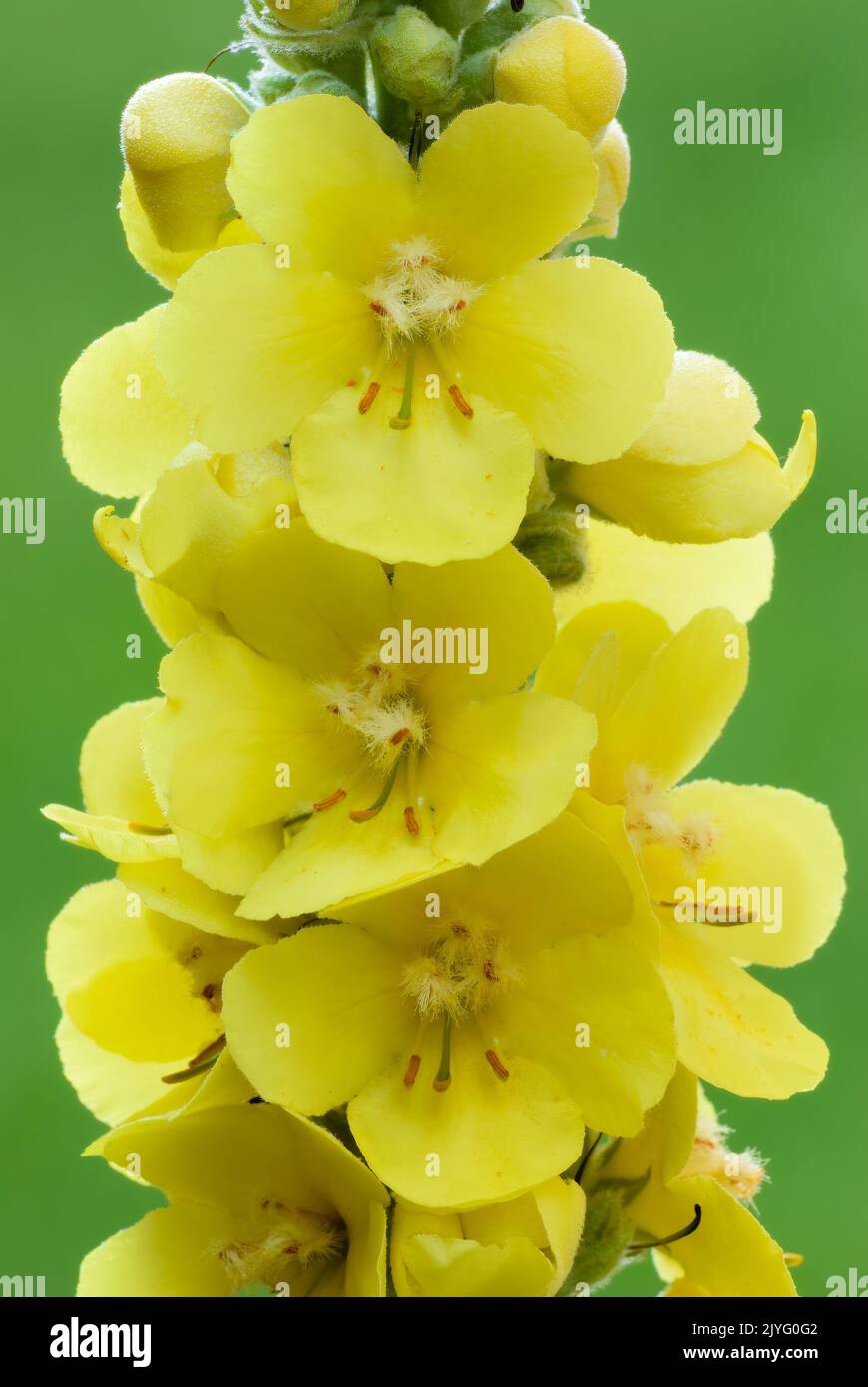 Blossom yellow mullein flowers Verbascum thapsus with buds, closeup ...
