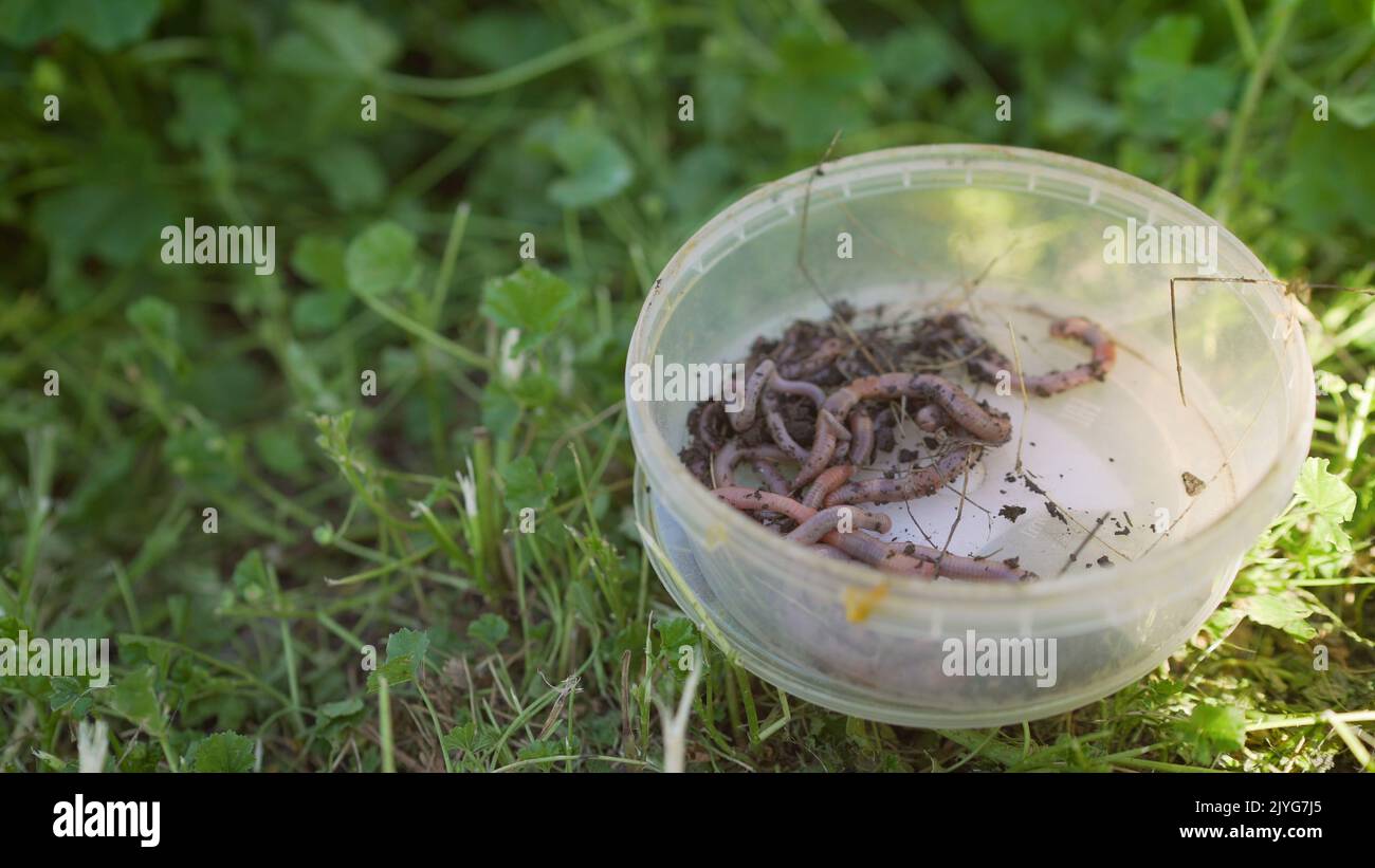 Compost rain worms hi-res stock photography and images - Alamy