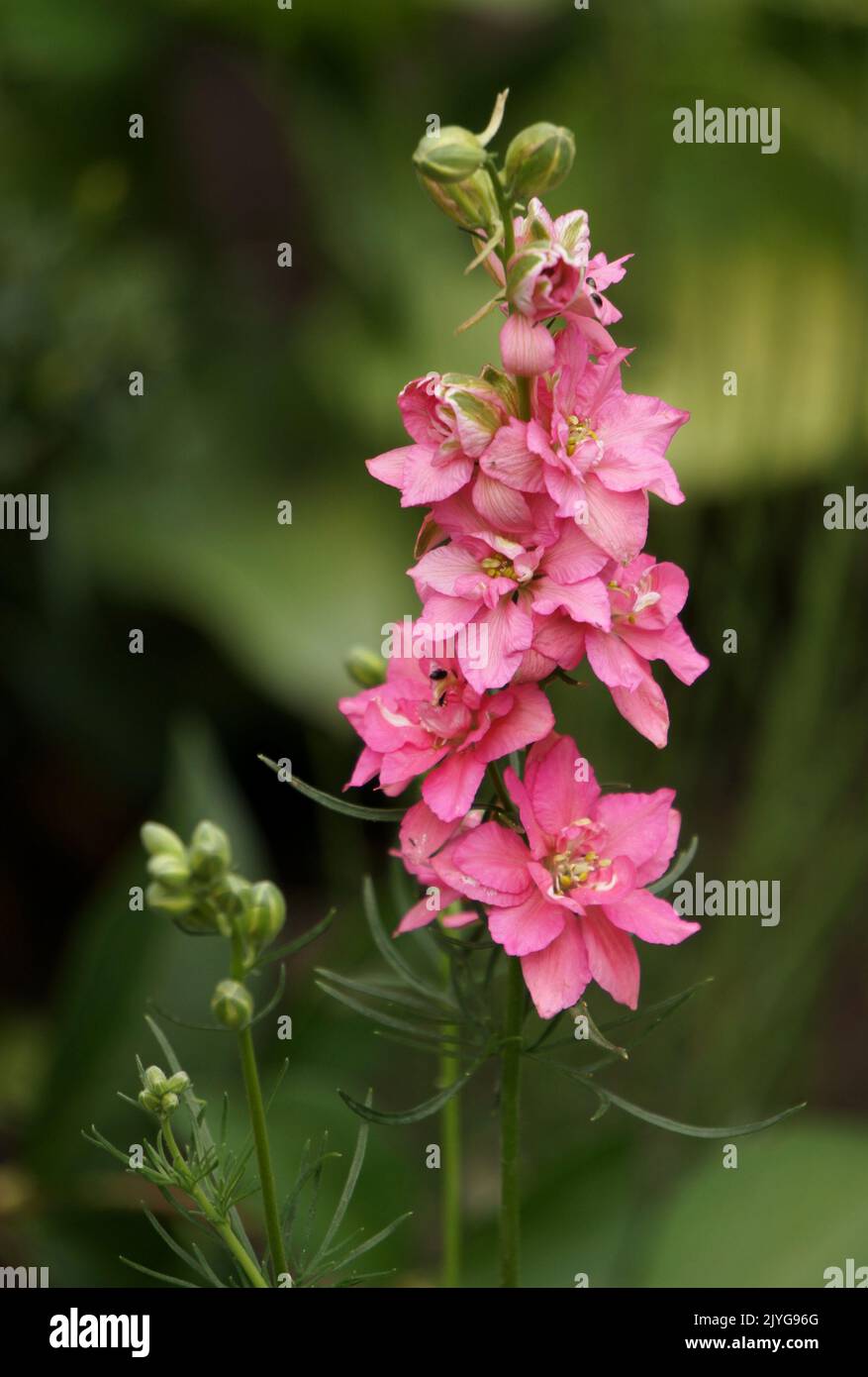 Consolida ajacis hi-res stock photography and images - Alamy