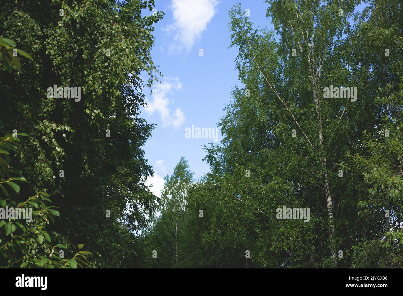 Looking up nature landscape with mixed forest in summer and blue sky ...
