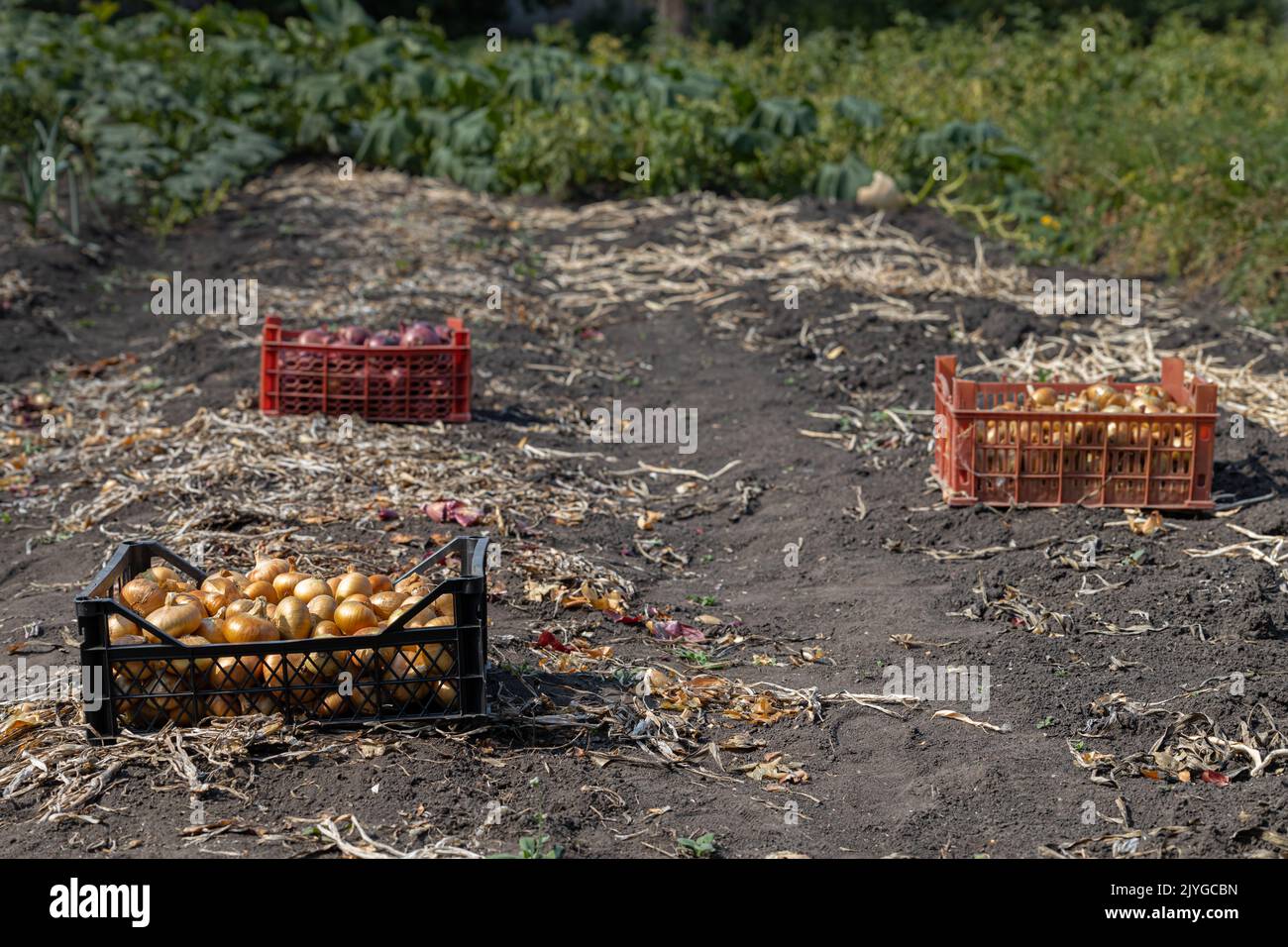 a box of onions is on the ground. Onion harvest Stock Photo - Alamy