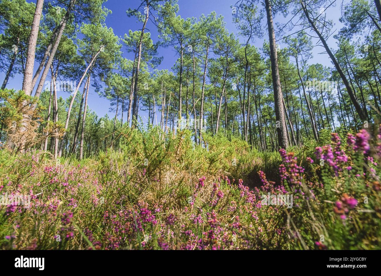 Landes forest hi-res stock photography and images - Alamy