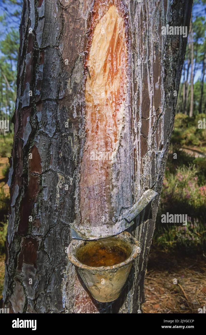 France. Aquitaine. Landes (40) The collection of the resin in the ...