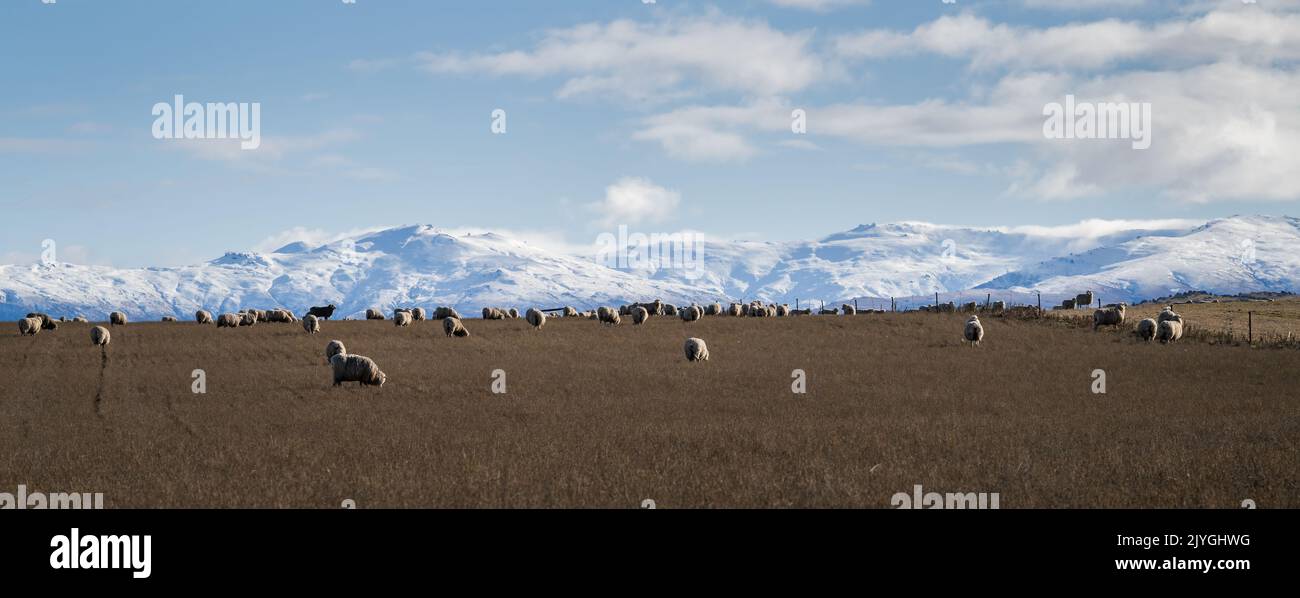 Panorama landscape of Central Otago. Sheep grazing on the hill, snow ...