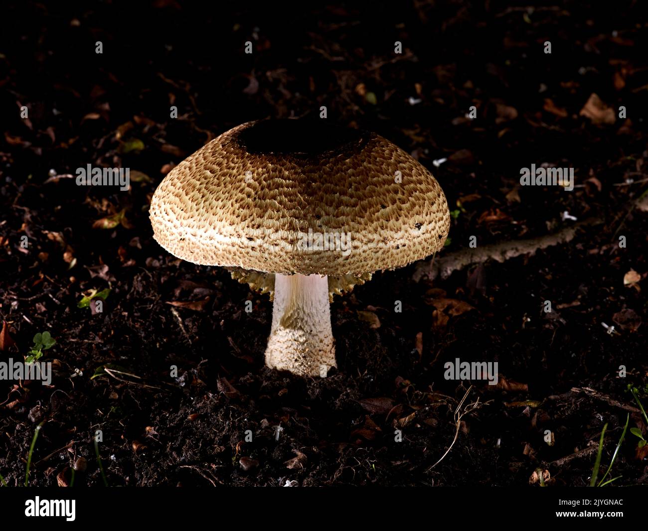 The Prince Mushroom, Agaricus augustus Stock Photo - Alamy