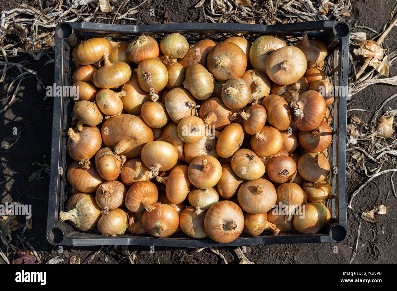 Lies in a box hi-res stock photography and images - Alamy