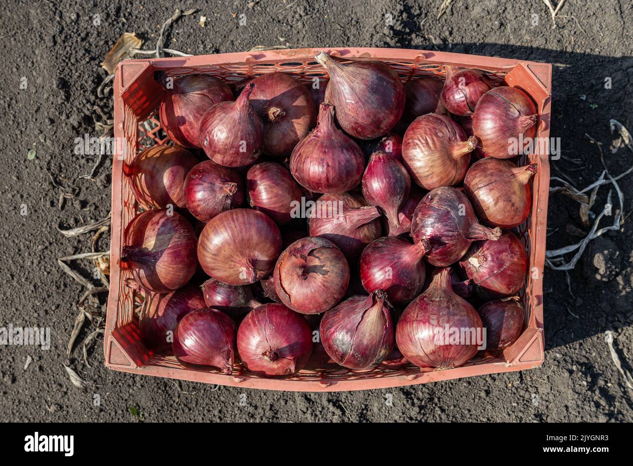 fresh red onion lies in a box. Box of onions Stock Photo - Alamy