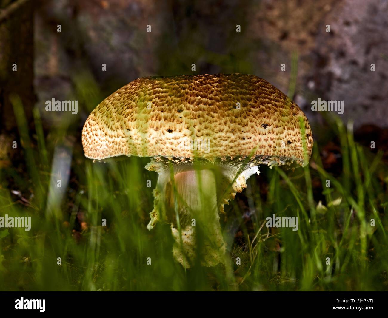 The prince mushroom hi-res stock photography and images - Alamy
