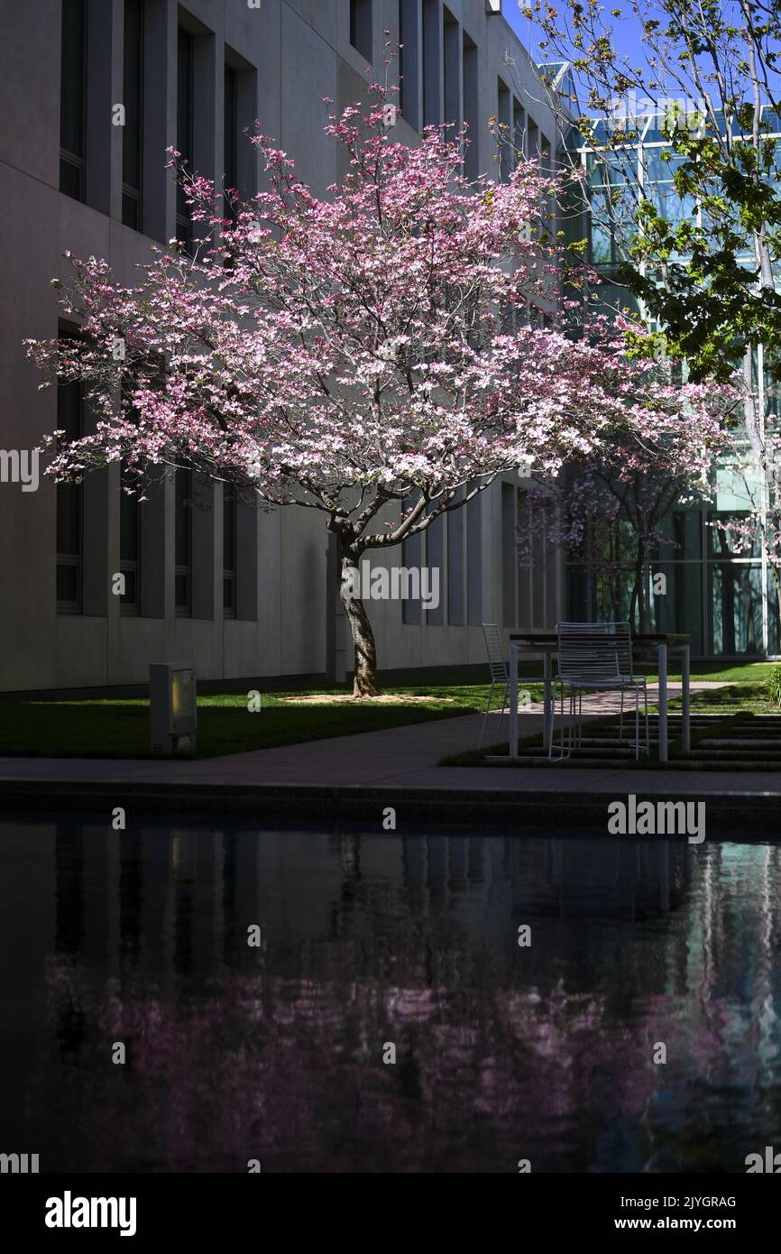 The ‘alternative Budget tree’, a blossoming dogwood tree is seen at ...