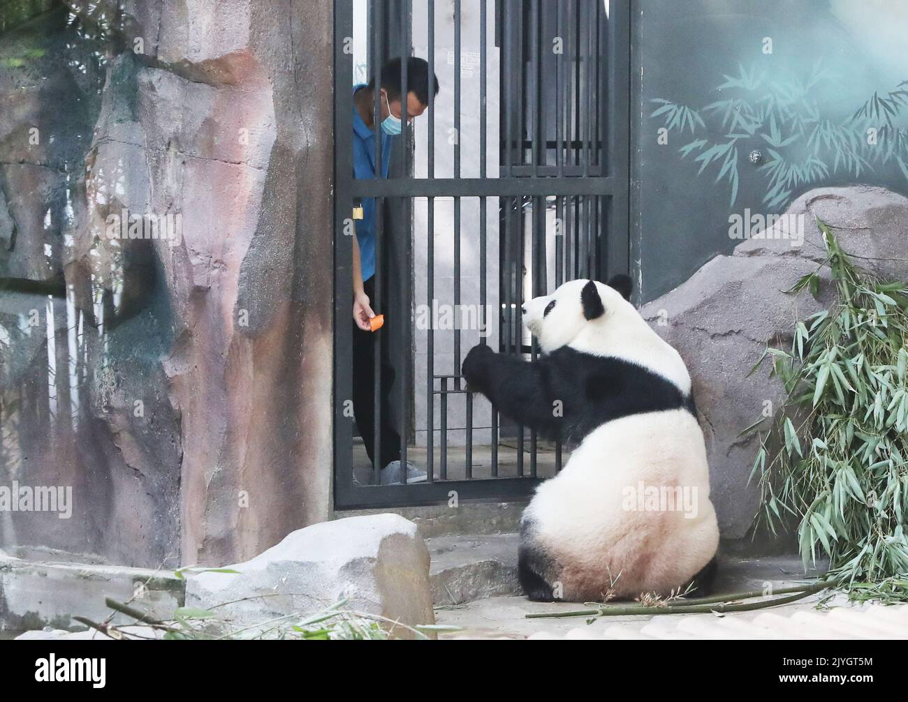 September 8, 2022, Ya'an, Ya'an, China: On September 7, the giant panda ...