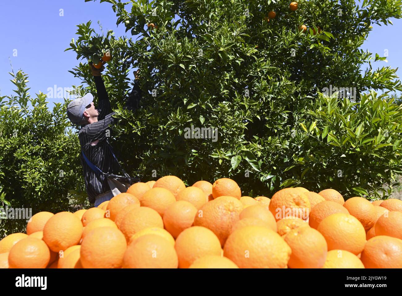 Fruit picker Wayne Smith harvests oranges on a farm near Leeton, NSW ...