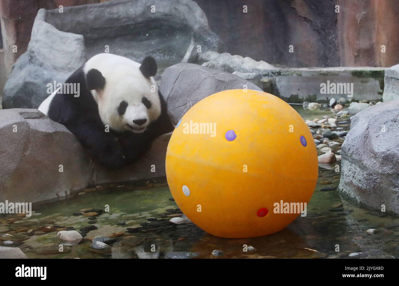 September 8, 2022, Ya'an, Ya'an, China: On September 7, the giant panda ...