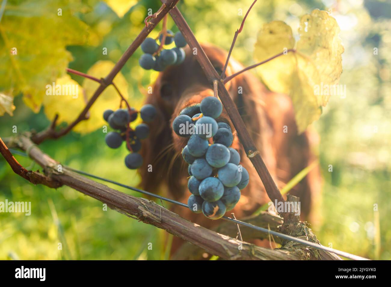 Grape field growing for wine. Vineyard hills. Summer scenery with ...