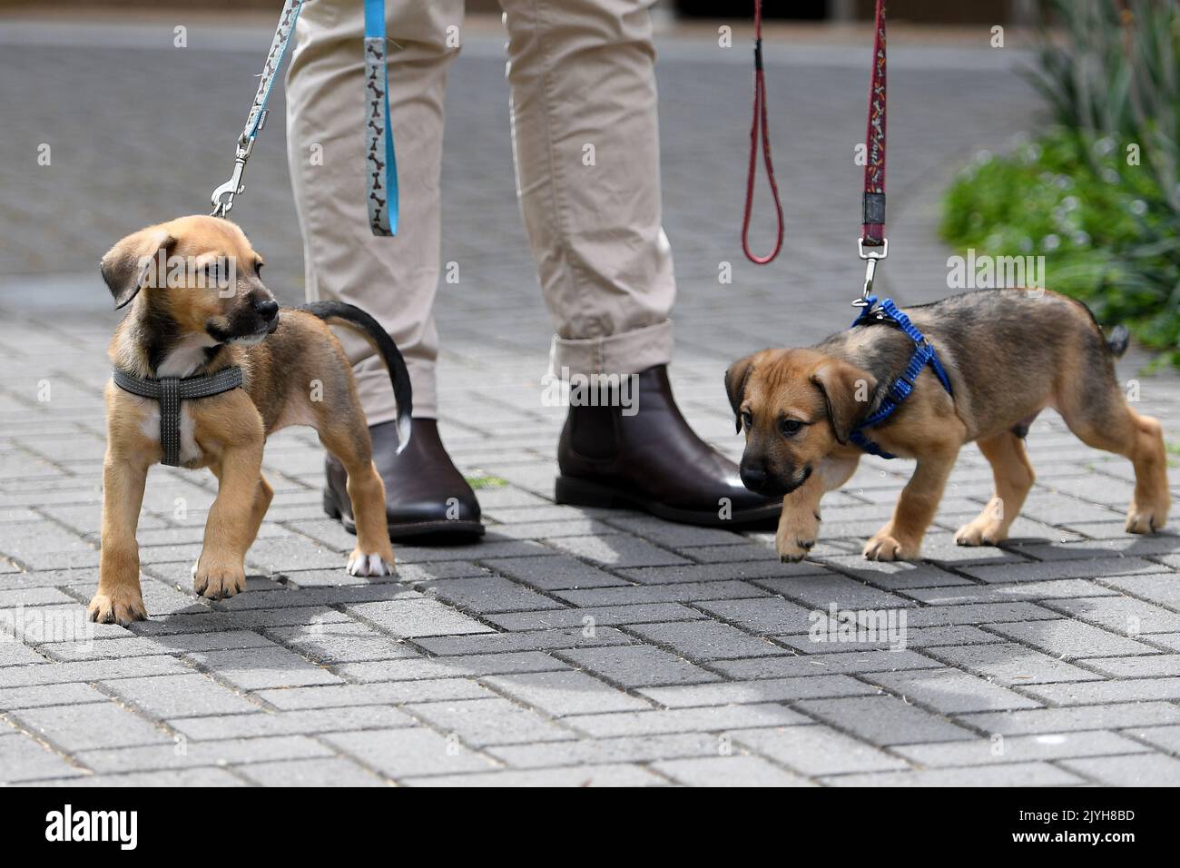 Rescue pups Ivan and Charlie are seen during a press conference to ...