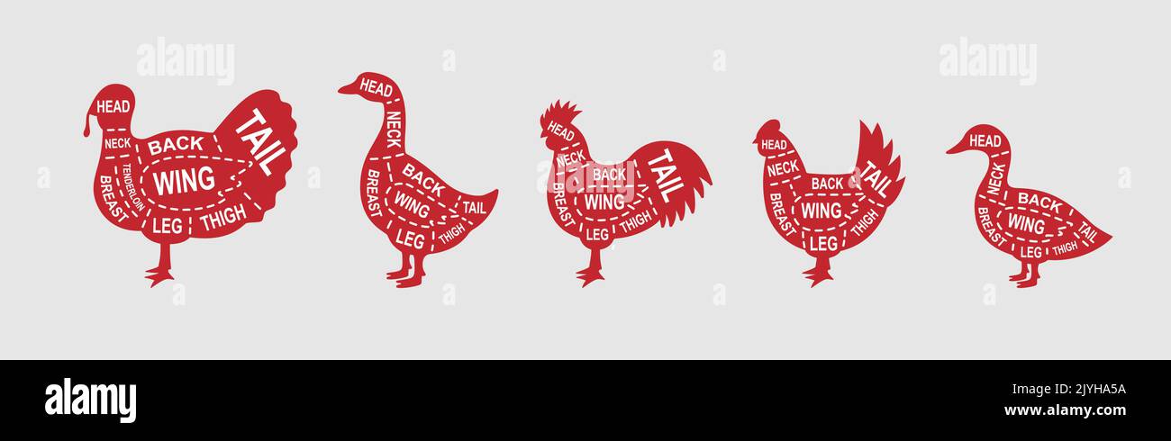 Set of farm birds diagram cuts. Butcher scheme poster. Turkey, Chicken ...