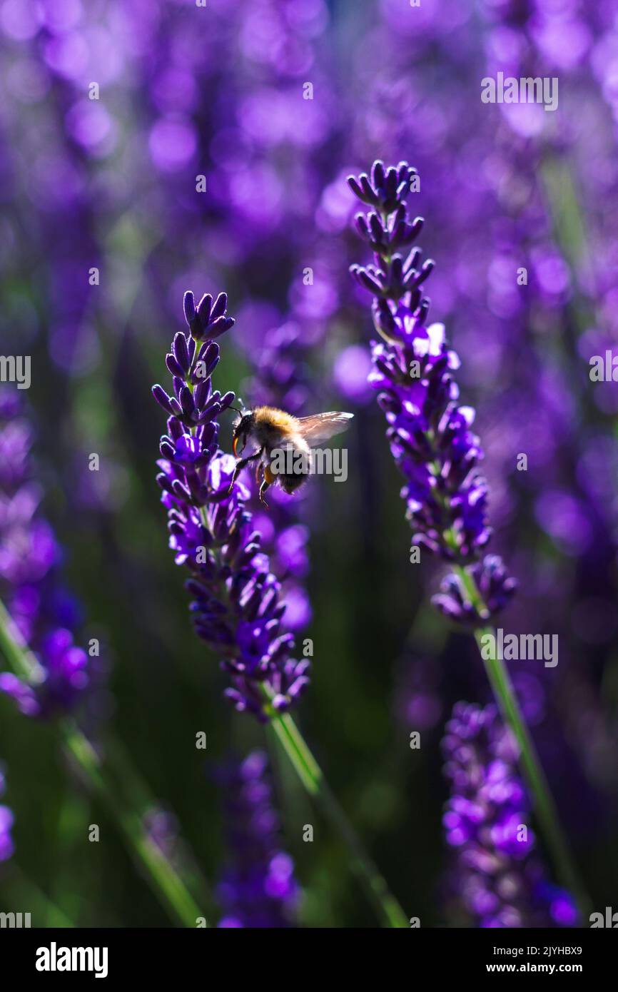 A bee jumping hi-res stock photography and images - Alamy