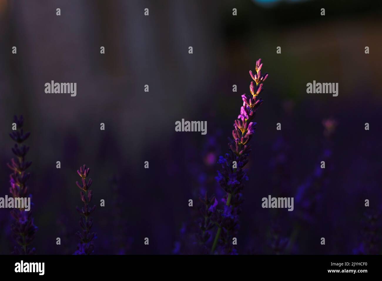 M lavender hi-res stock photography and images - Alamy