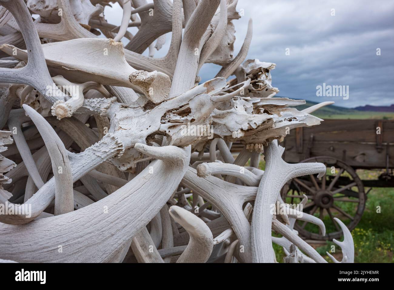 A pile of deer antlers rests in the remnants of an old town from the ...