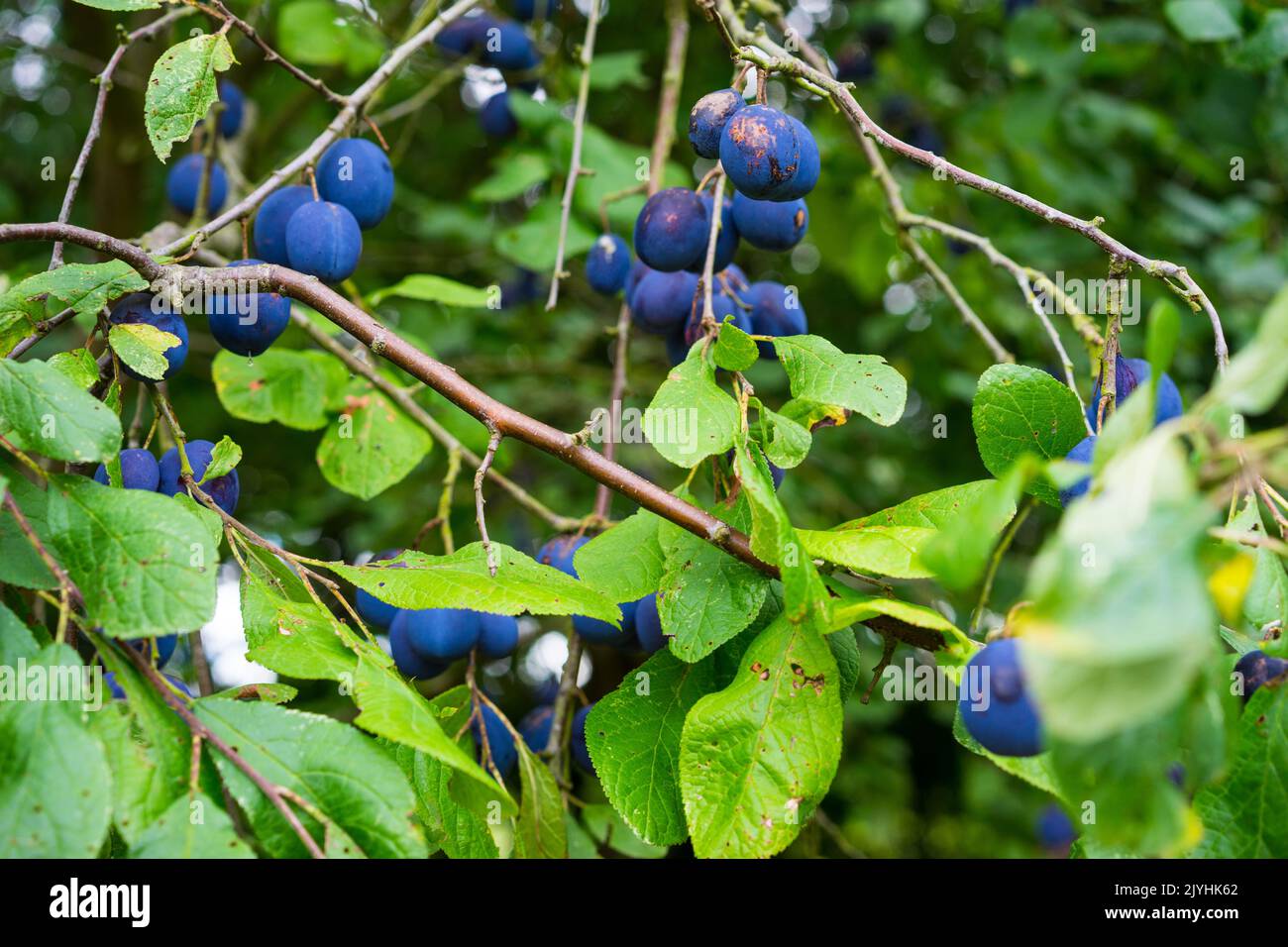 Damson Plum Tree (Prunus domestica) Somerset, England, UK Stock Photo ...
