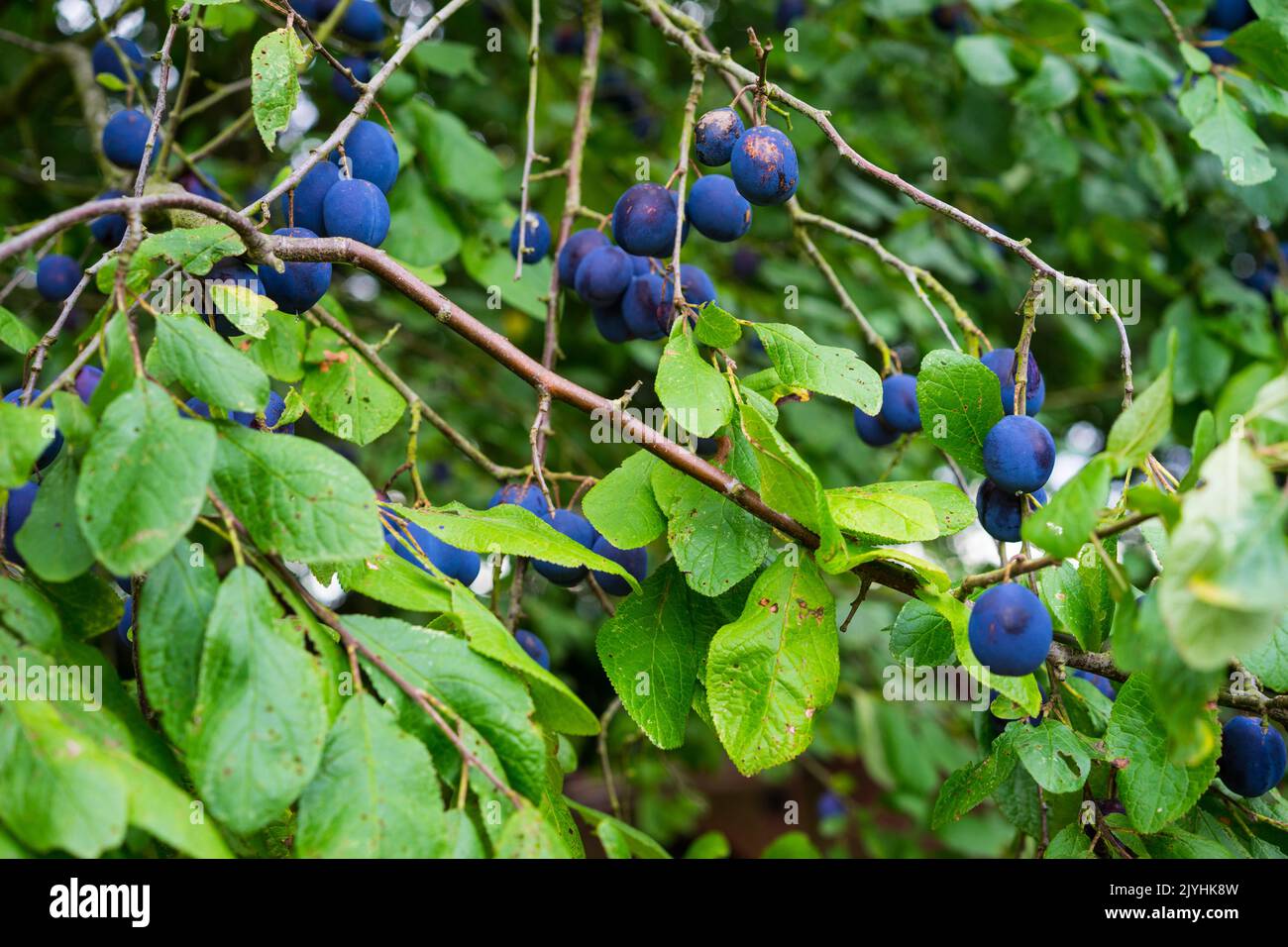 Damson Plum Tree (Prunus domestica) Somerset, England, UK Stock Photo ...