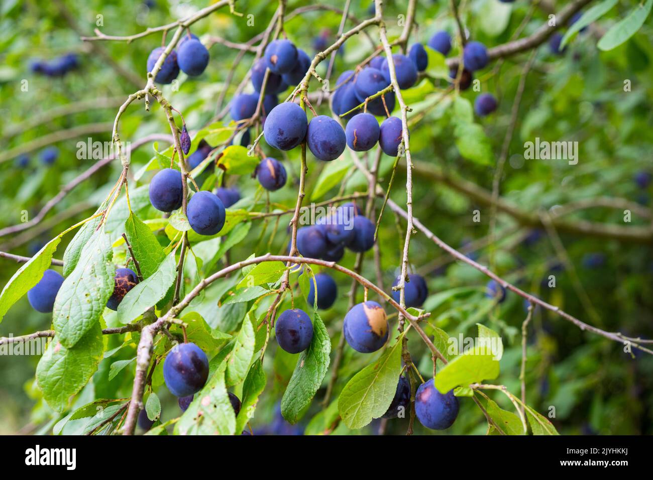 Damson Plum Tree (Prunus domestica) Somerset, England, UK Stock Photo ...