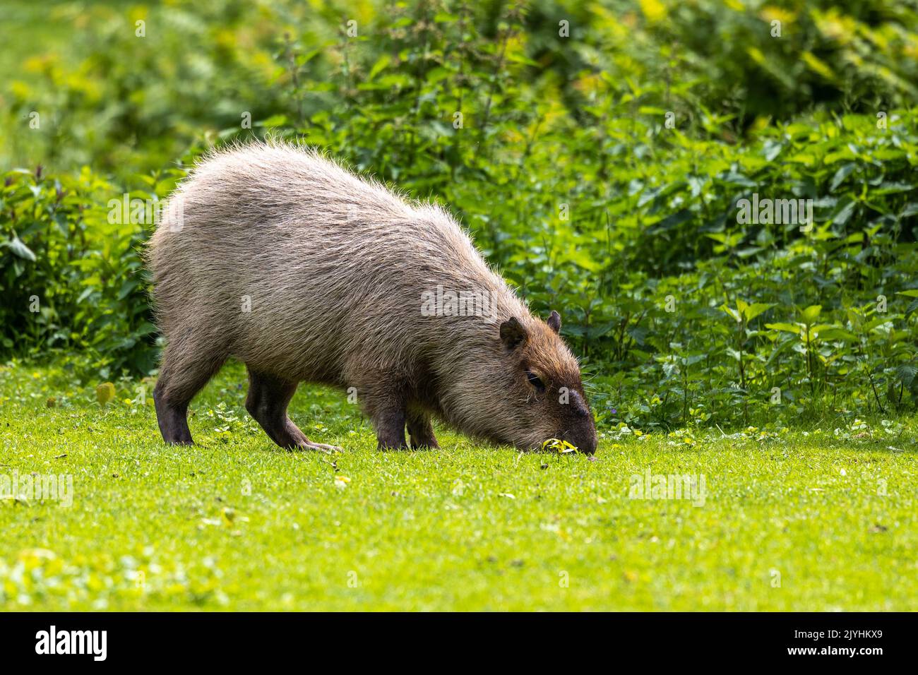 The capybara, Hydrochoerus hydrochaeris is a mammal native to South ...