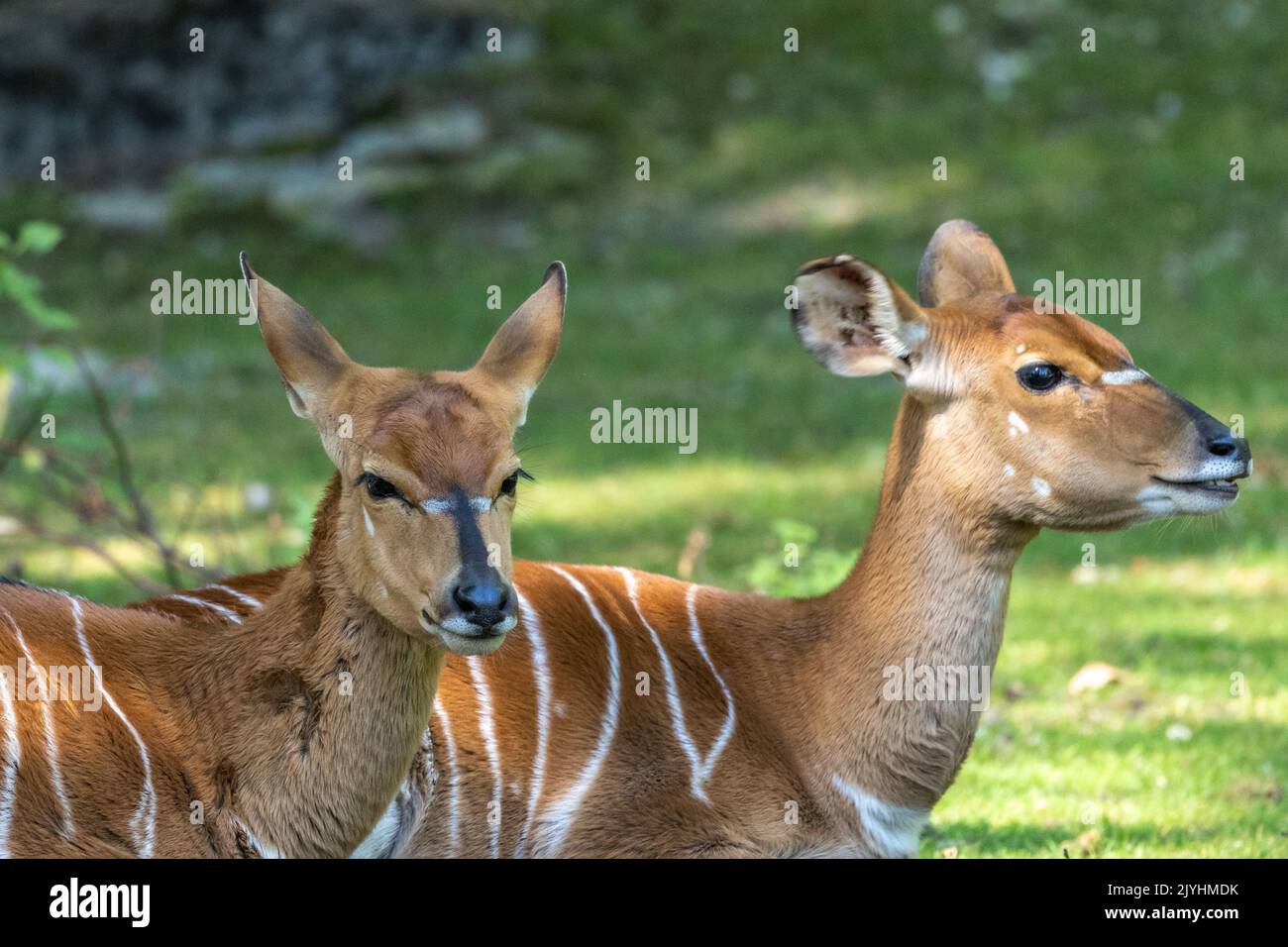 The nyala, Tragelaphus angasii is a spiral-horned antelope native to ...