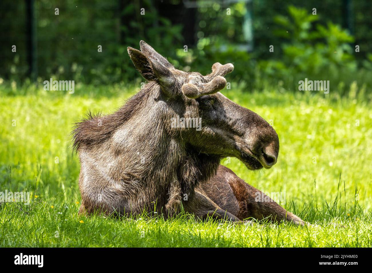 European Moose, Alces alces, also known as the elk. Wild life animal ...
