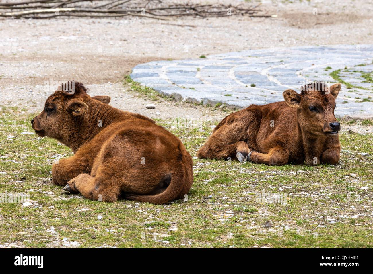 Young baby Heck cattle, Bos primigenius taurus, claimed to resemble the ...