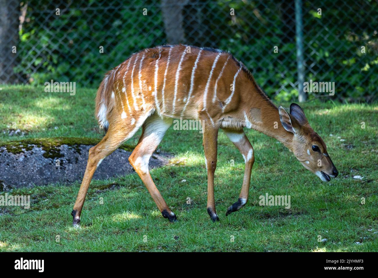 The nyala, Tragelaphus angasii is a spiral-horned antelope native to ...