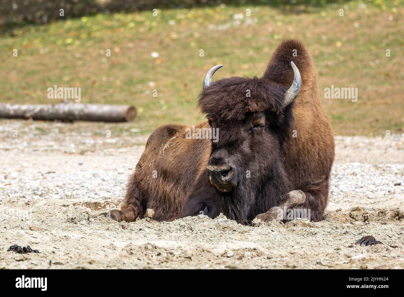 The American bison or simply bison, also commonly known as the American ...