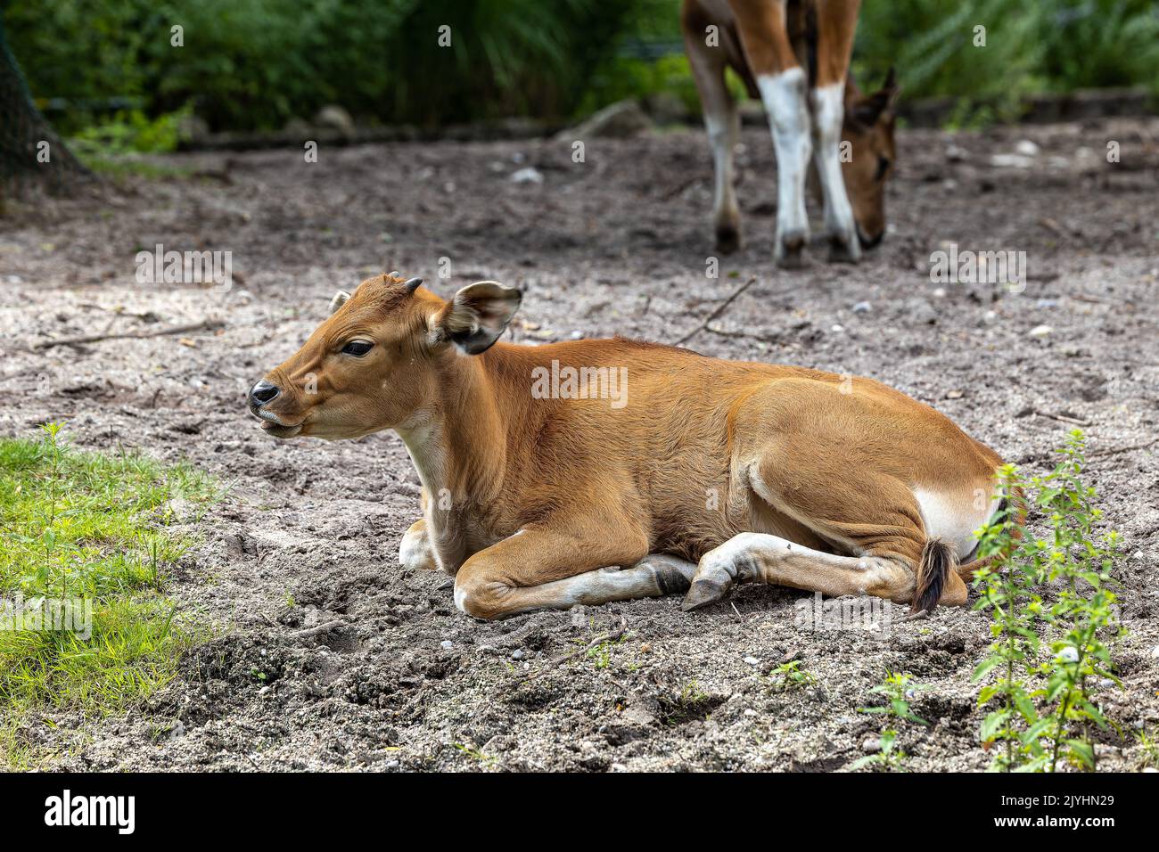 Banteng, Bos javanicus or Red Bull. It is a type of wild cattle But ...