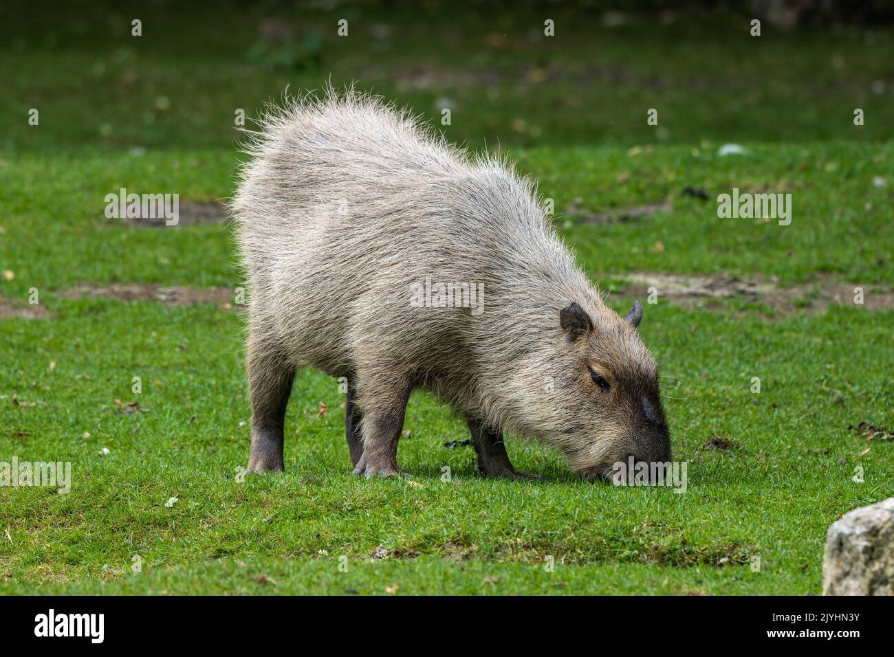 The capybara, Hydrochoerus hydrochaeris is a mammal native to South ...