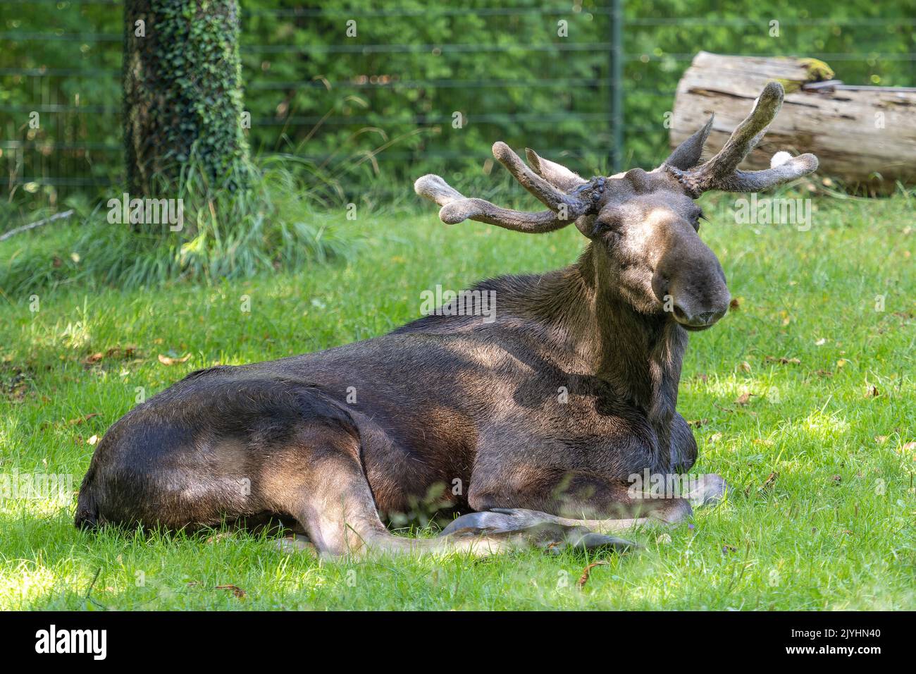 European Moose, Alces alces, also known as the elk. Wild life animal ...