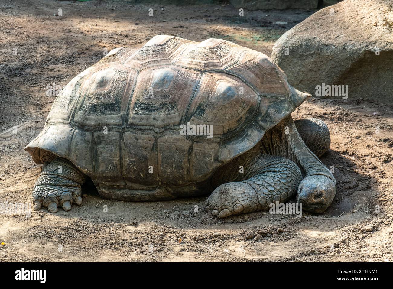 Aldabra giant tortoise, Curieuse Marine National Park, Curieuse Island ...