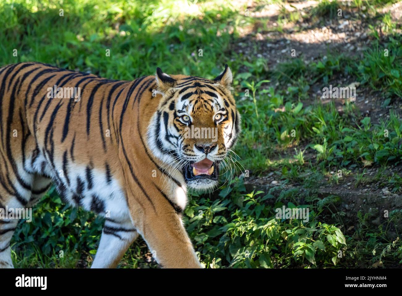 The Siberian tiger,Panthera tigris altaica is the biggest cat in the ...