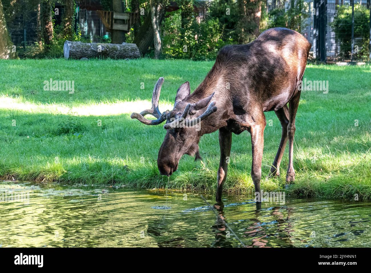 European Moose, Alces alces, also known as the elk. Wild life animal ...