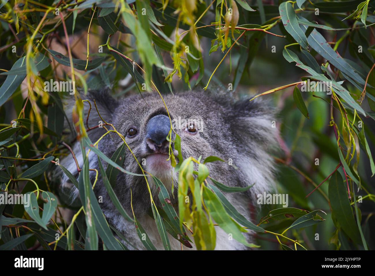 A koala is seen eating gum leaves at the Tidbinbilla Nature Reserve ...