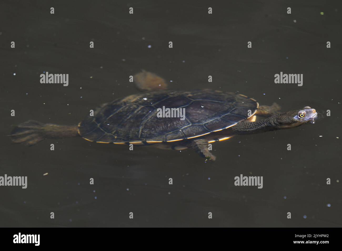 An Eastern Long-neck turtle is seen at the Tidbinbilla Nature Reserve ...