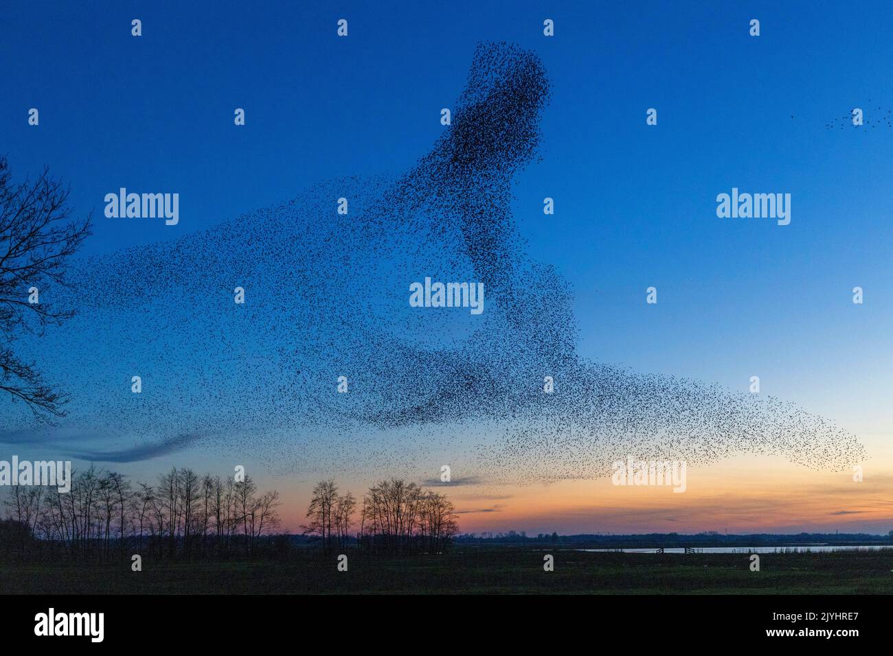common starling (Sturnus vulgaris), flock flying to the roosting place ...