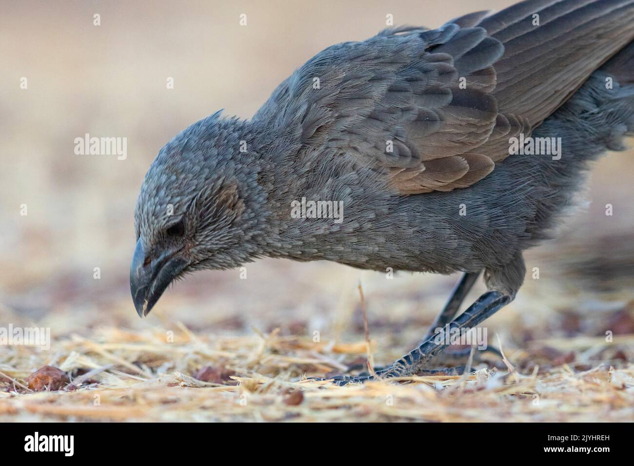 Australian mudnesters hi-res stock photography and images - Alamy