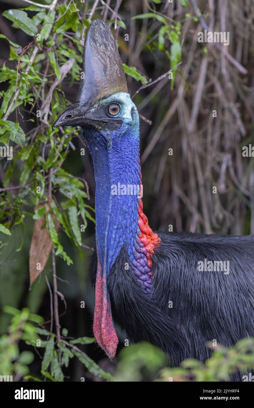 Southern Cassowary, Double-wattled Cassowary, Australian Cassowary, Two-wattled Cassowary ...