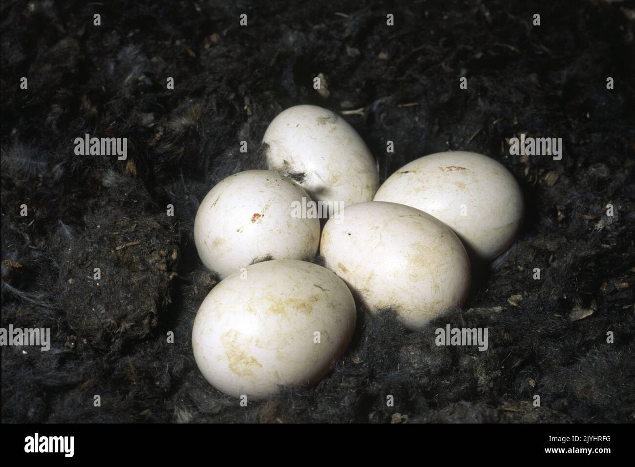 Barn owl (Tyto alba), clutch in nesting box, Germany Stock Photo - Alamy