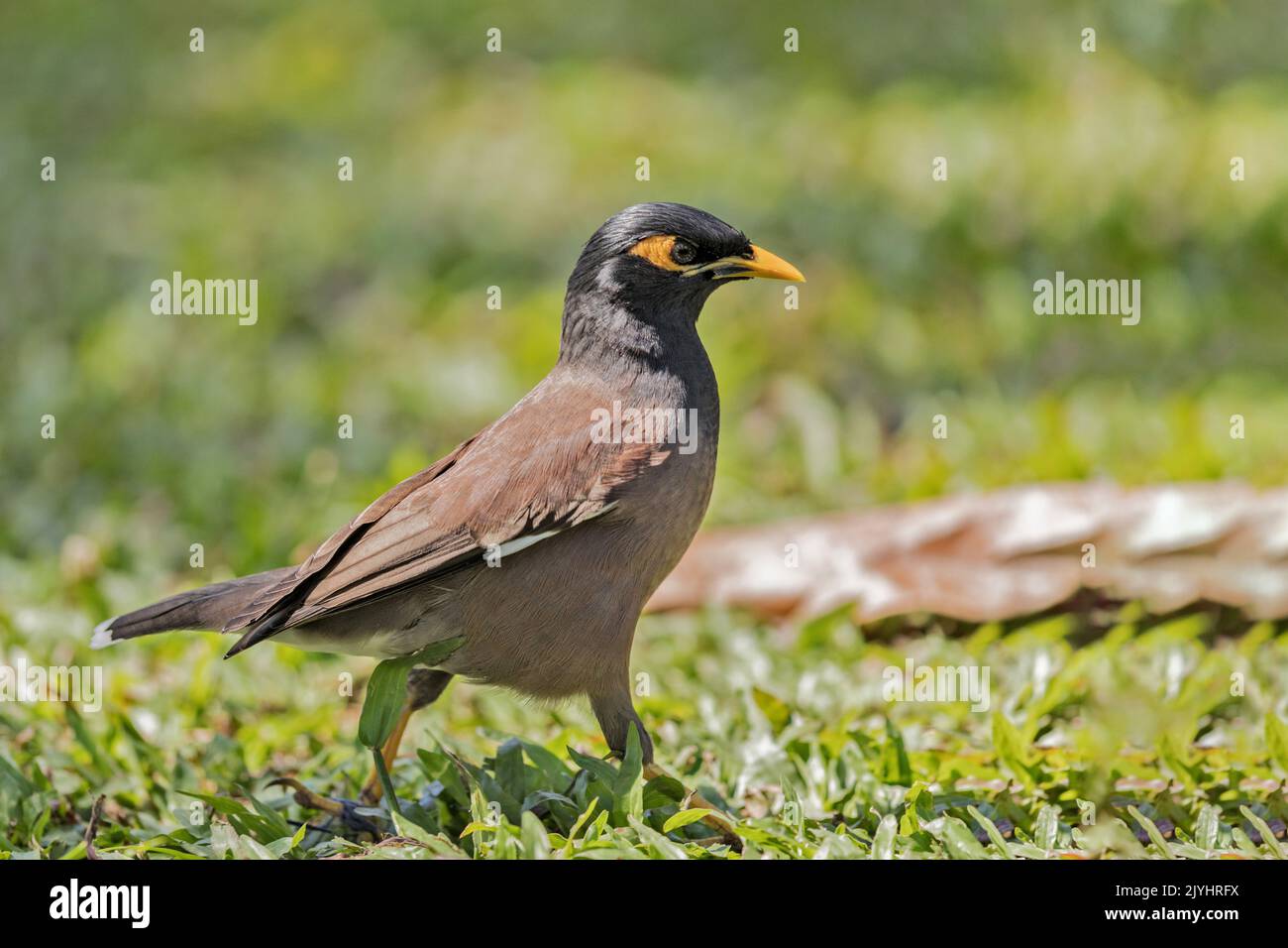 Common birds of australia hi-res stock photography and images - Alamy