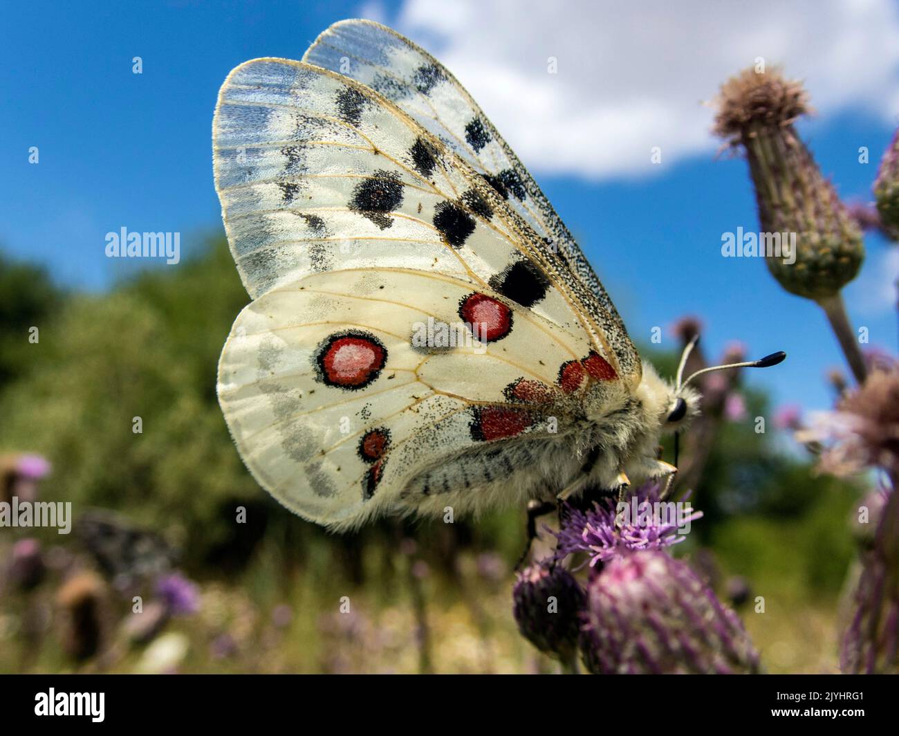 apollo (Parnassius apollo), male sits on a flower, Germany, Bavaria ...