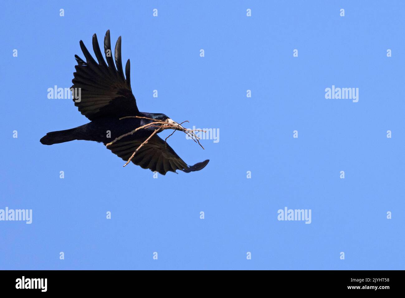 rook (Corvus frugilegus), in flight, with nesting material in the beak ...